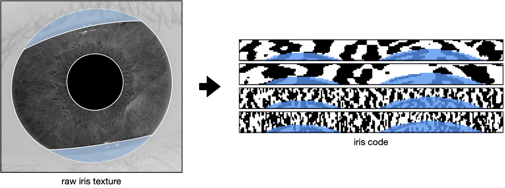 Iris recognition inference system